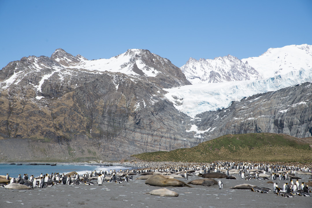 South Georgia – Gold Harbour and St. Andrew’s Bay | Roadless - Ayca und ...